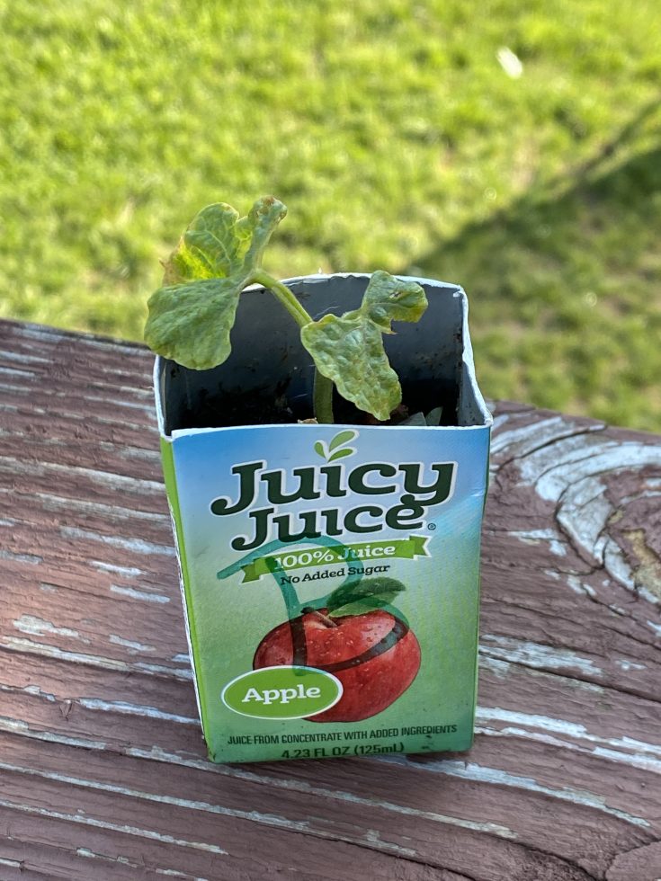 Upcycled Juice Box Plant Starters - Living Chic Mom